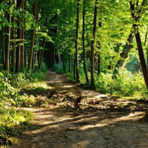 Trees for Forest – Grow Billion Trees Foundation